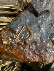 Medicinal leech | Species On The Edge - Wildlife & Habitat Conservation