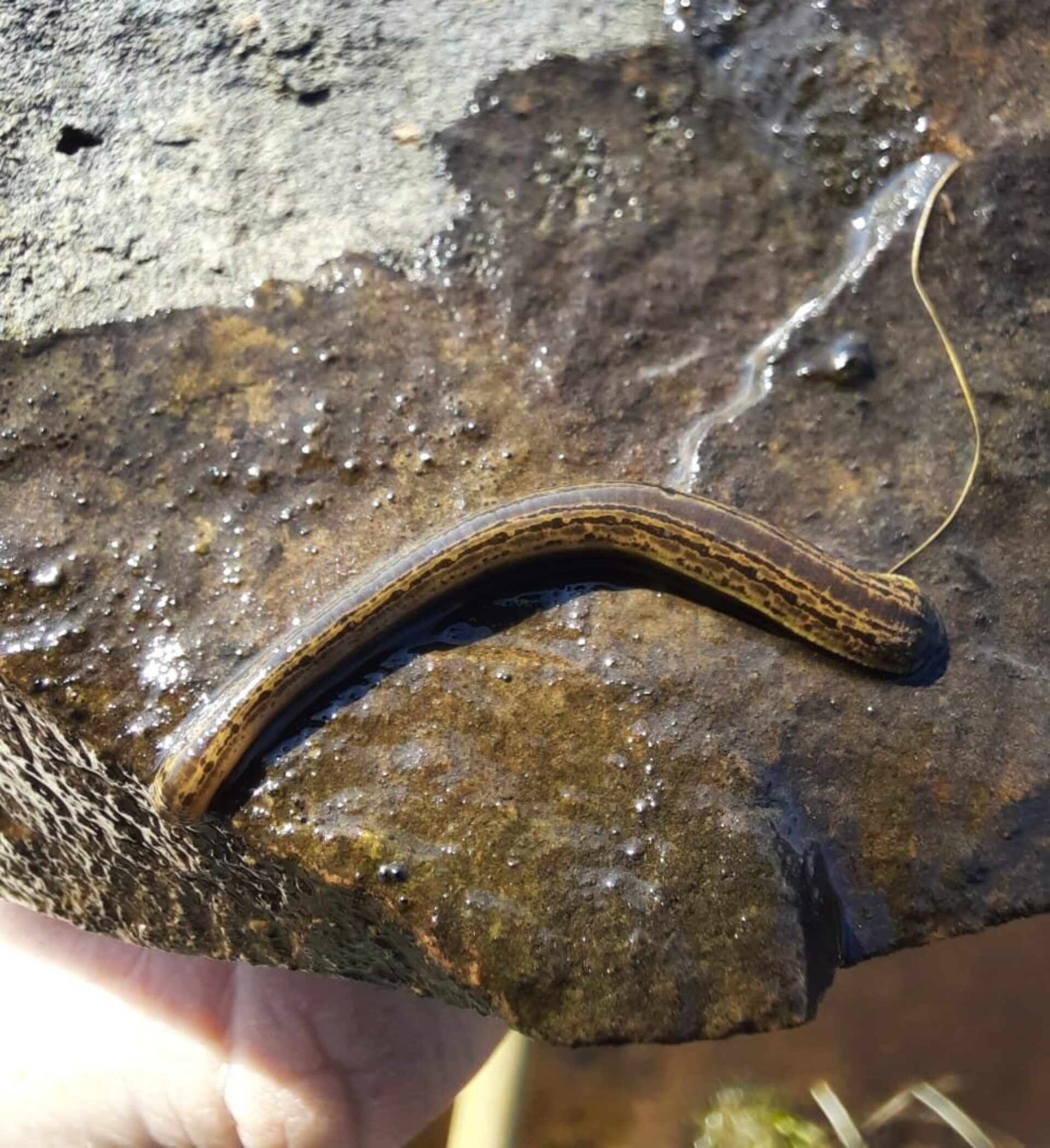 Medicinal leech | Species On The Edge - Wildlife & Habitat Conservation