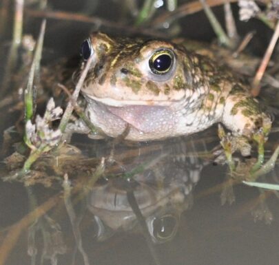 Natterjack toad | Species On The Edge - Wildlife & Habitat Conservation