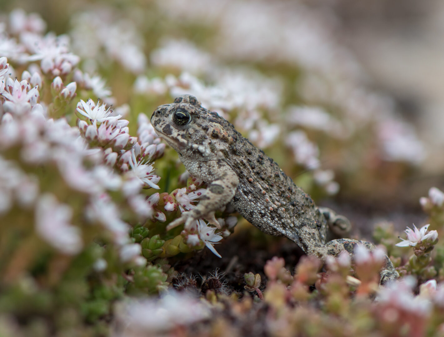 Natterjack toad | Species On The Edge - Wildlife & Habitat Conservation