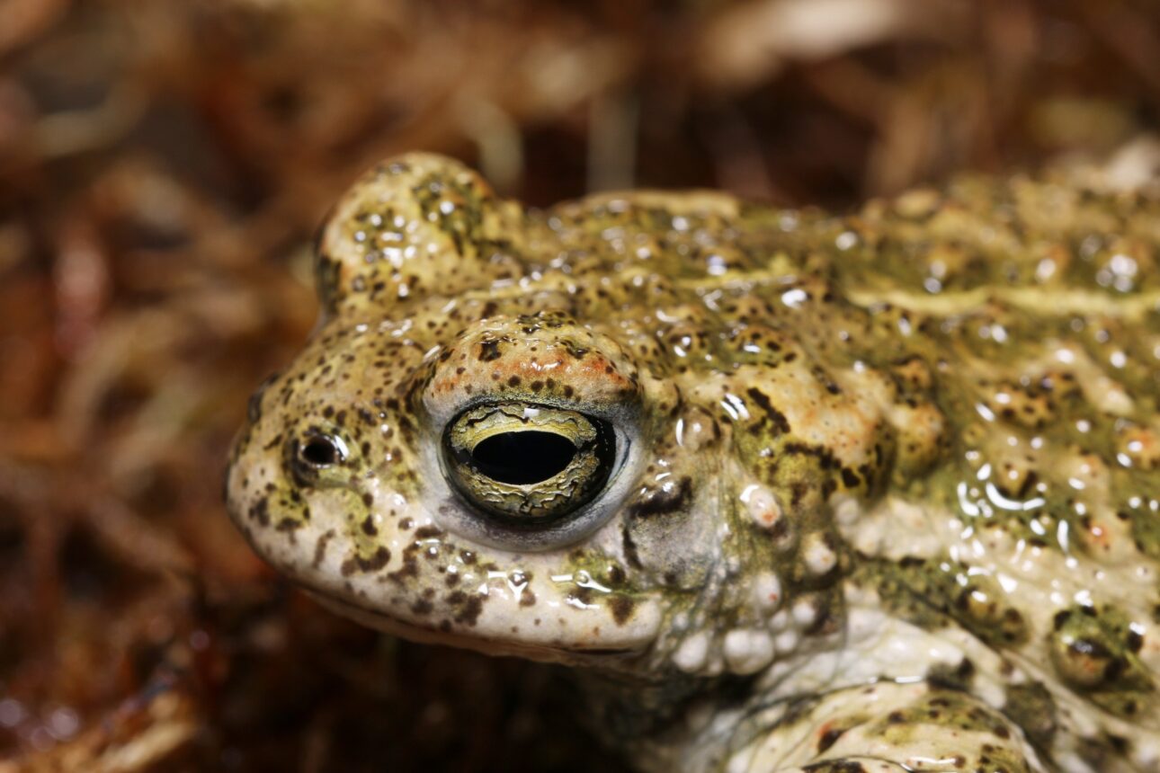 Natterjack toad | Species On The Edge - Wildlife & Habitat Conservation