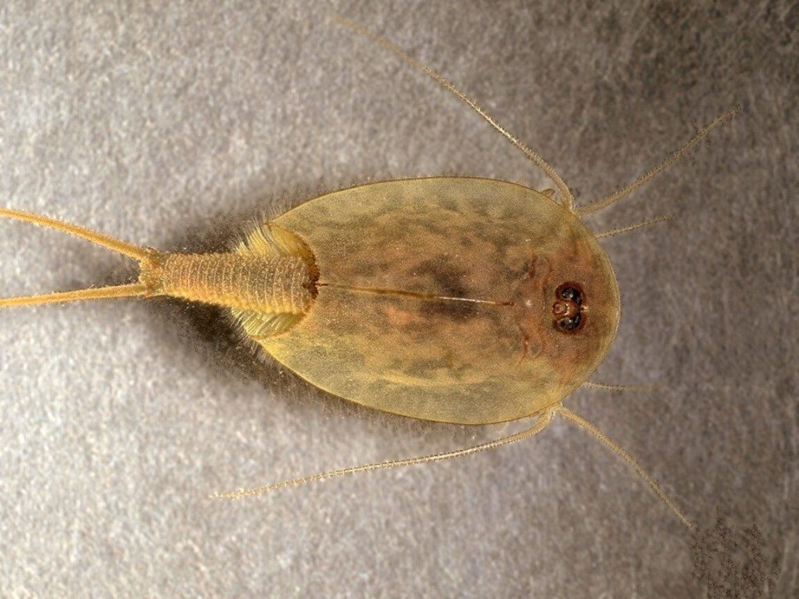 Tadpole shrimp | Species On The Edge - Wildlife & Habitat Conservation