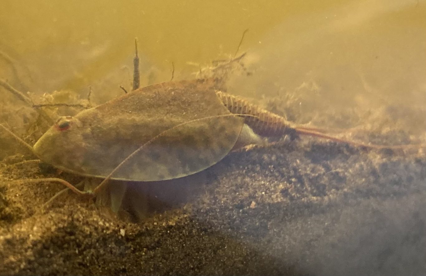 Tadpole shrimp | Species On The Edge - Wildlife & Habitat Conservation