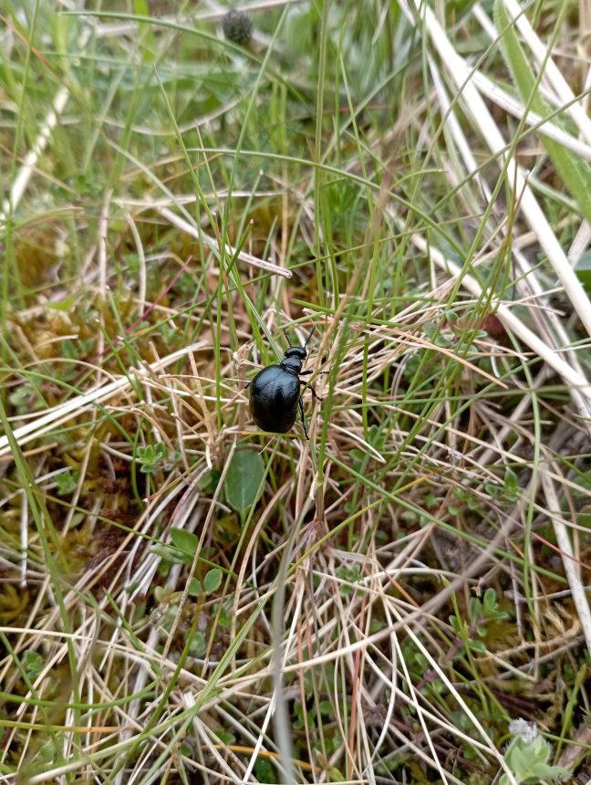 Short-necked oil beetle | Species On The Edge - Wildlife & Habitat ...