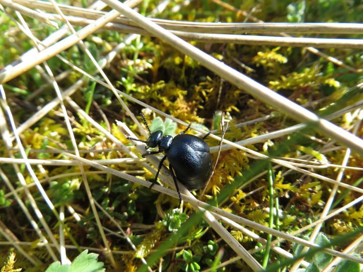 Short-necked oil beetle | Species On The Edge - Wildlife & Habitat ...