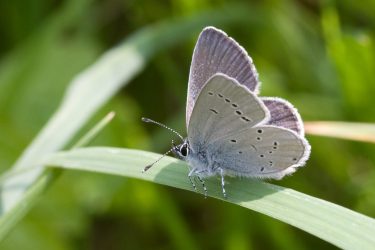 Small blue butterfly | Species On The Edge - Wildlife & Habitat ...