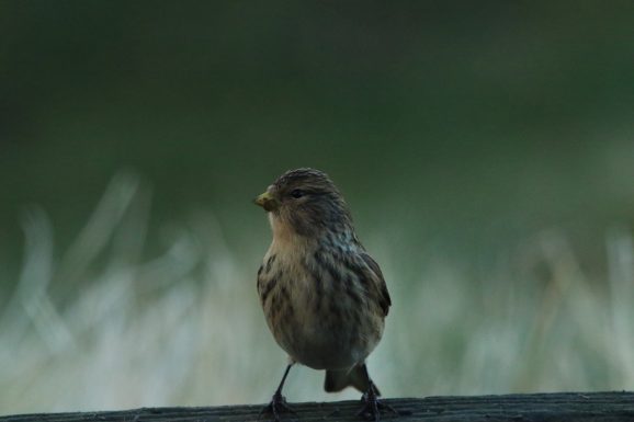 Twite | Species On The Edge - Wildlife & Habitat Conservation