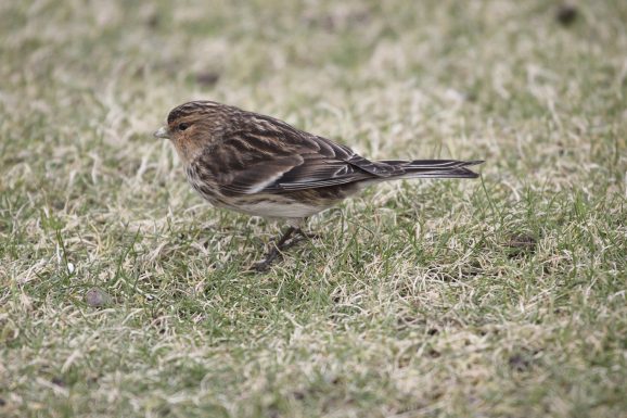 Twite | Species On The Edge - Wildlife & Habitat Conservation
