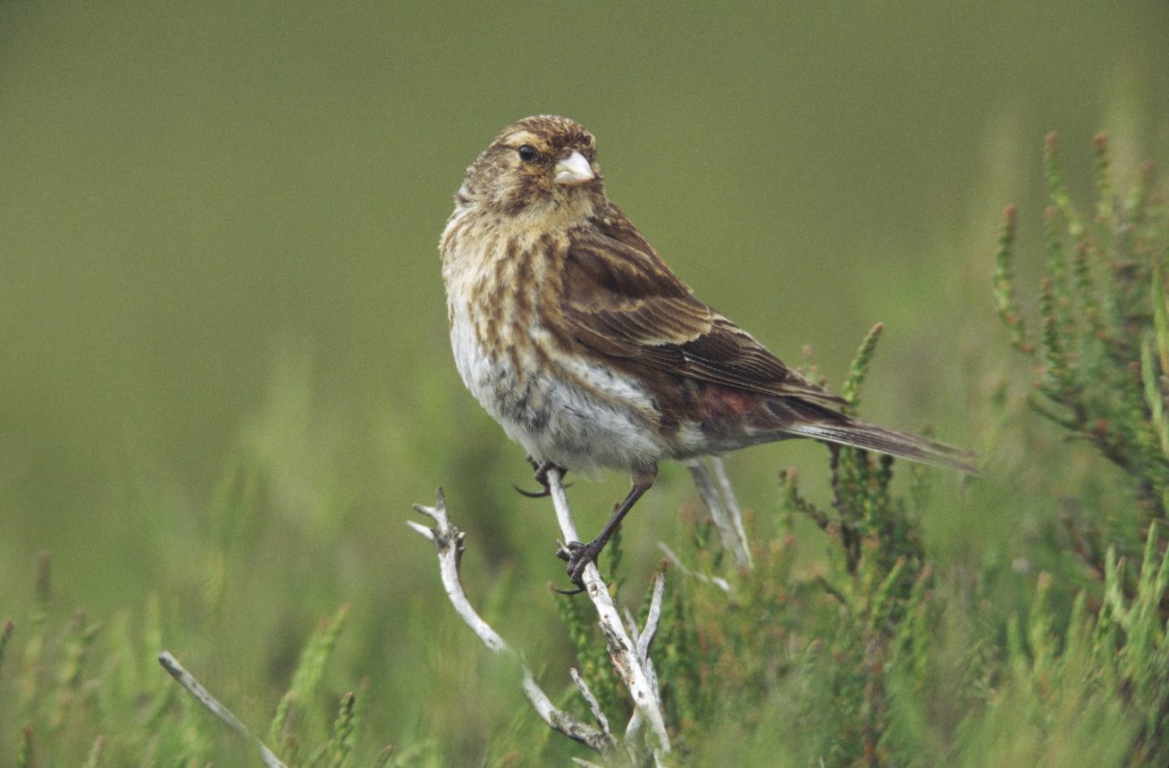Twite | Species On The Edge - Wildlife & Habitat Conservation