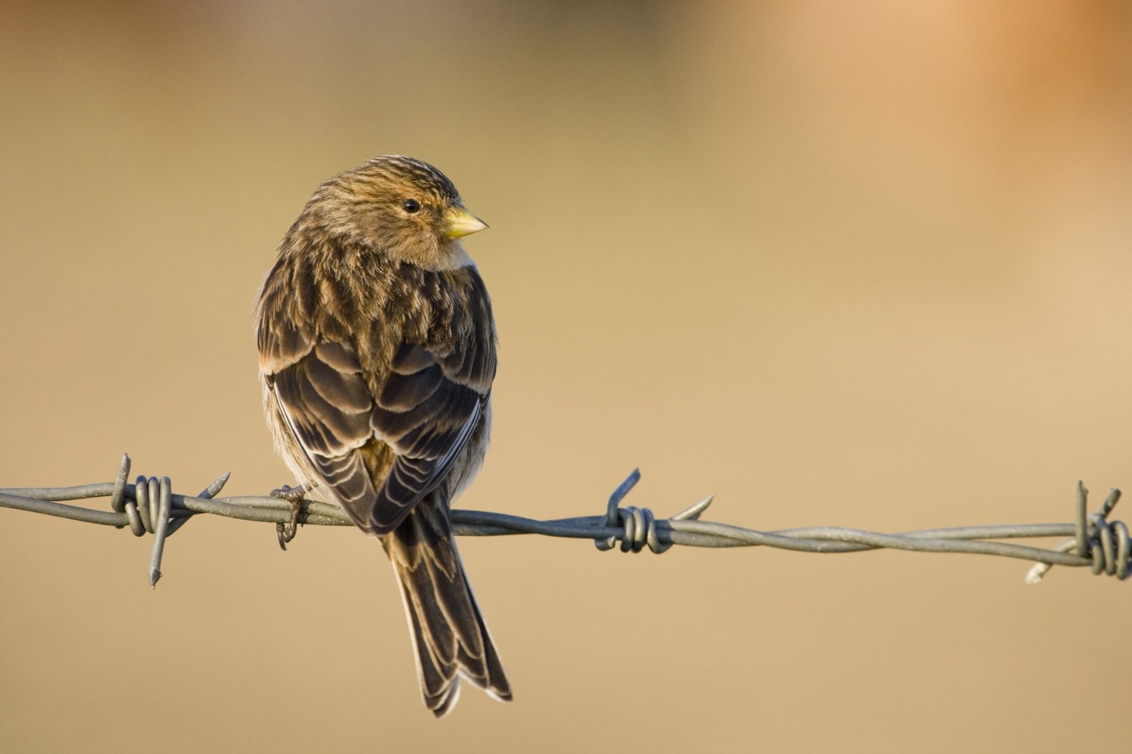 Twite | Species On The Edge - Wildlife & Habitat Conservation