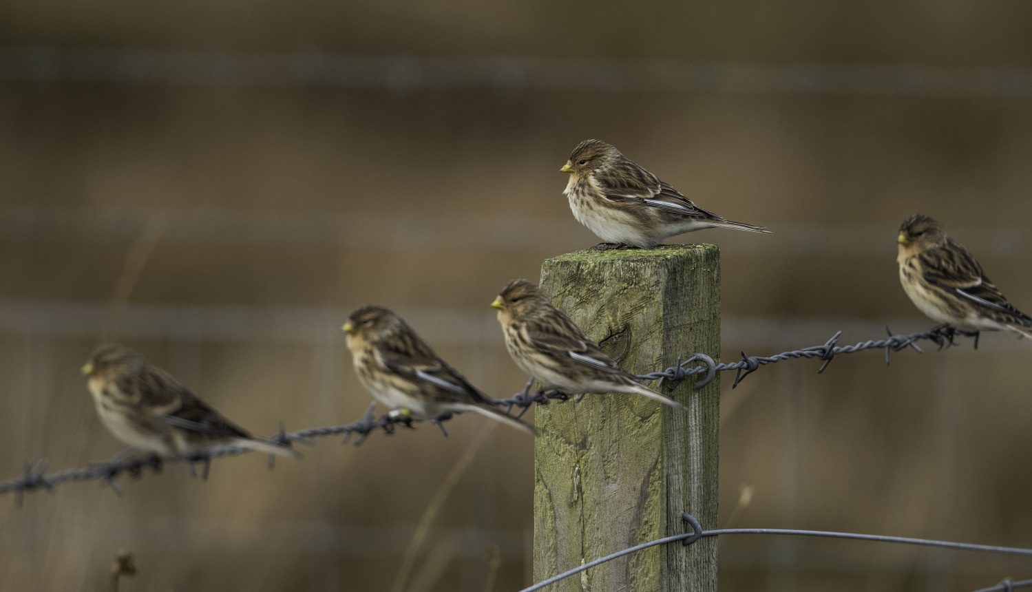 Twite | Species On The Edge - Wildlife & Habitat Conservation