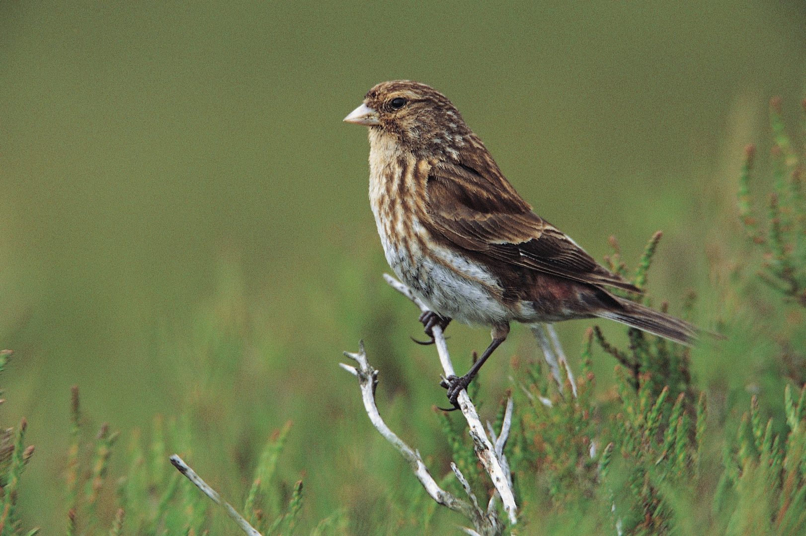 Twite | Species On The Edge - Wildlife & Habitat Conservation