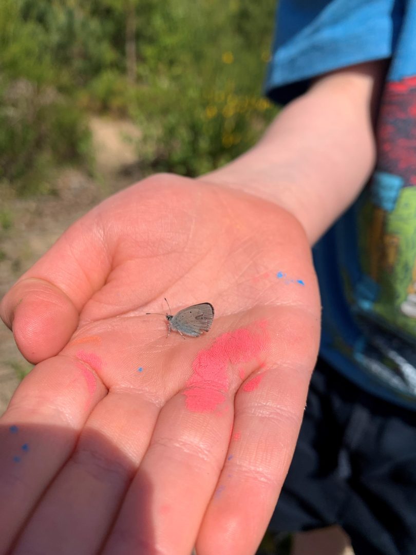 Small blue butterfly | Species On The Edge - Wildlife & Habitat ...