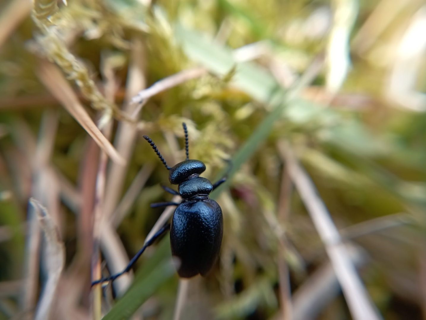 Short-necked oil beetle | Species On The Edge - Wildlife & Habitat ...