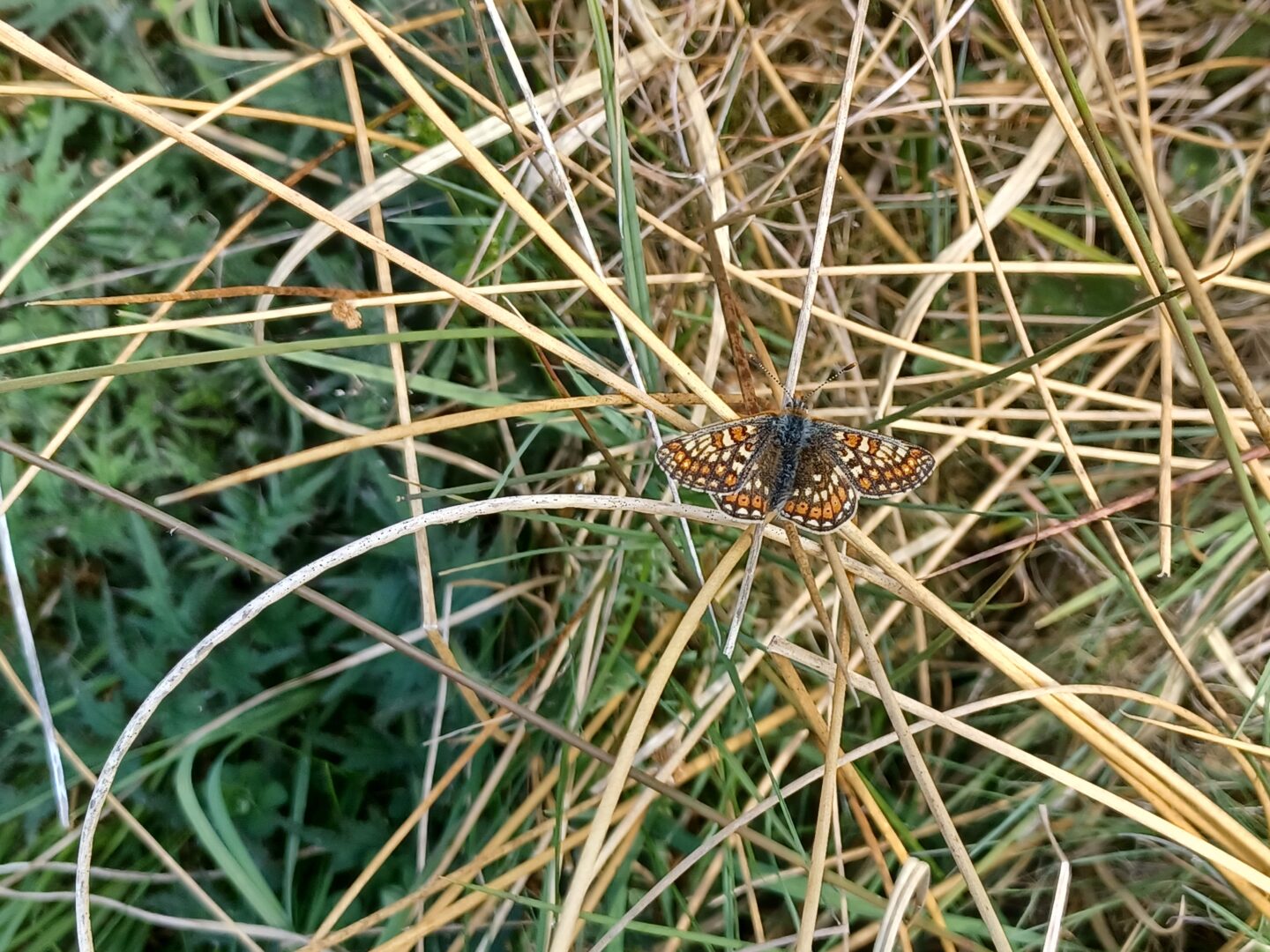 Marsh fritillary | Species On The Edge - Wildlife & Habitat Conservation