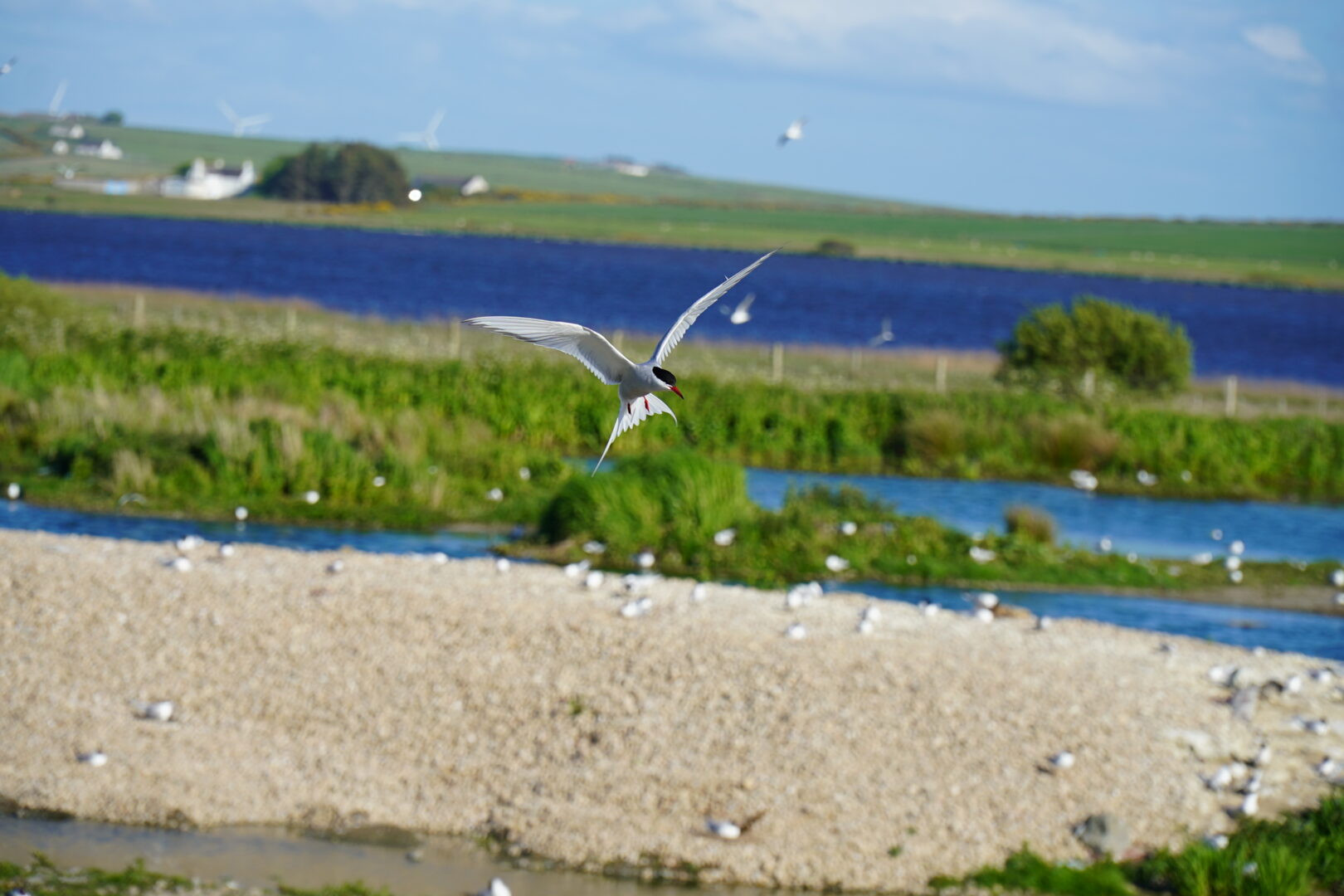 Common tern | Species On The Edge - Wildlife & Habitat Conservation