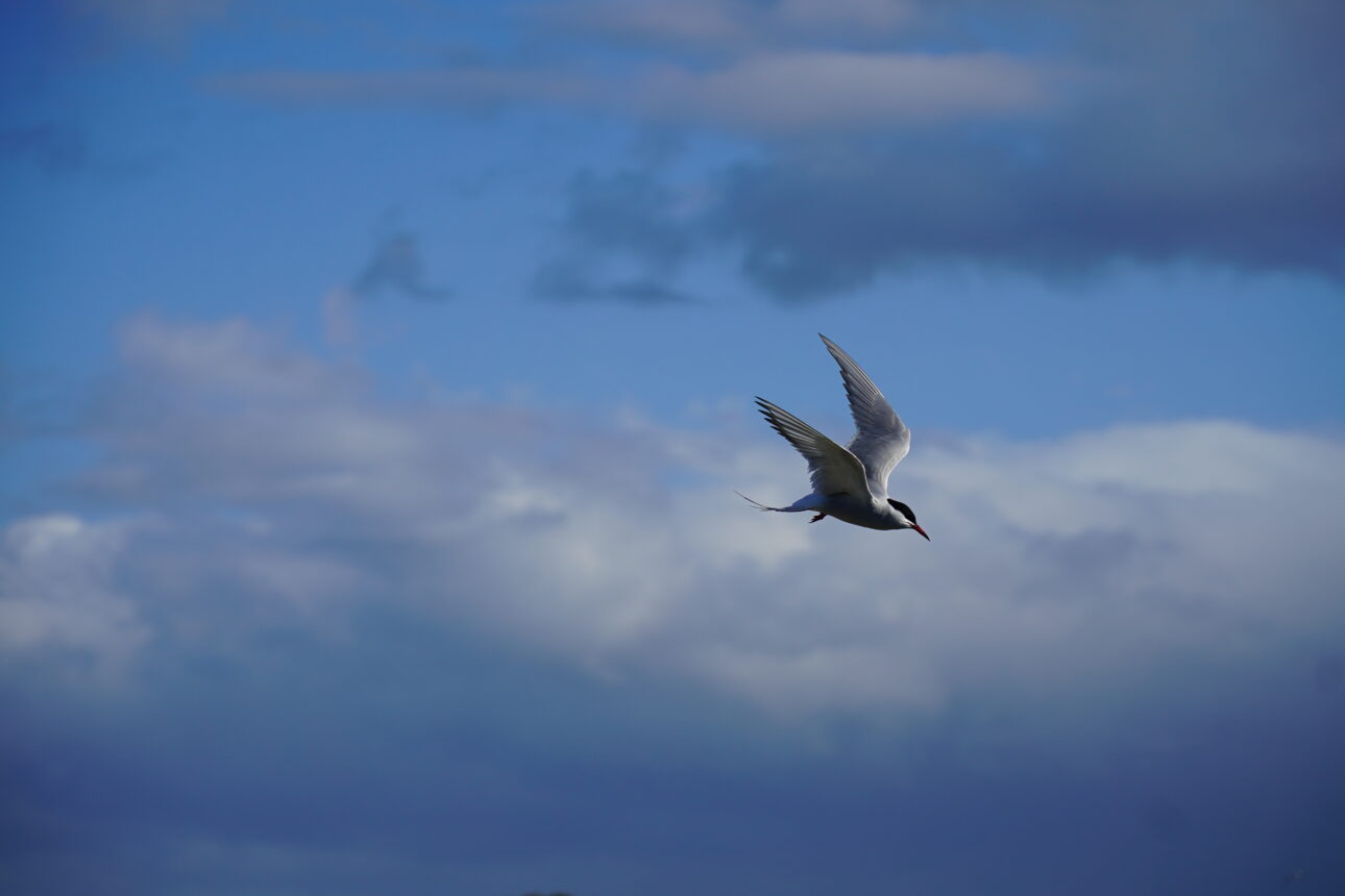 Common tern | Species On The Edge - Wildlife & Habitat Conservation