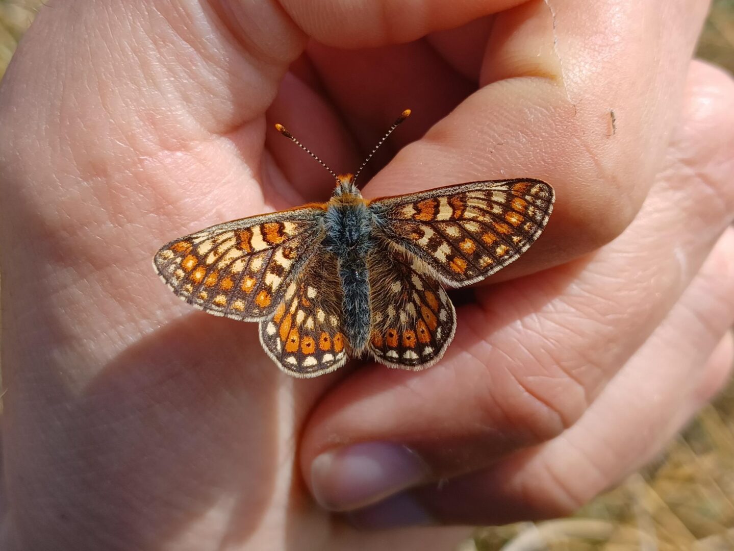 Marsh fritillary | Species On The Edge - Wildlife & Habitat Conservation